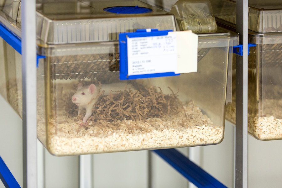 Nog geen daling proefdiergebruik op UT - U-Today